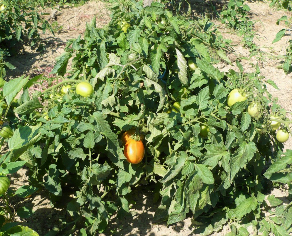 Tomate type Roma « Indian Maya » – TOMATOFANNY
